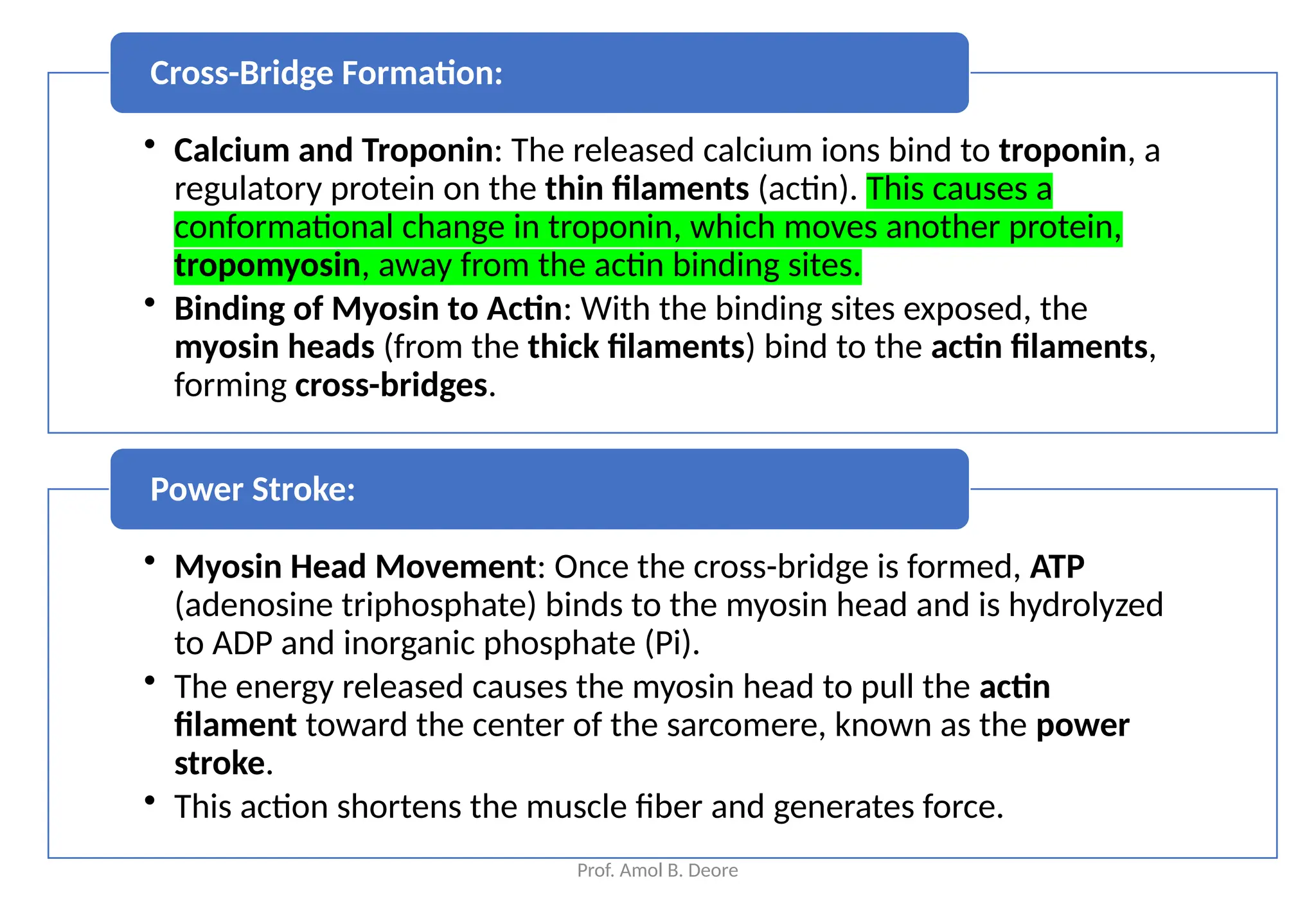 Skeletal Muscle First Year B Pharm Semester 1.pptx