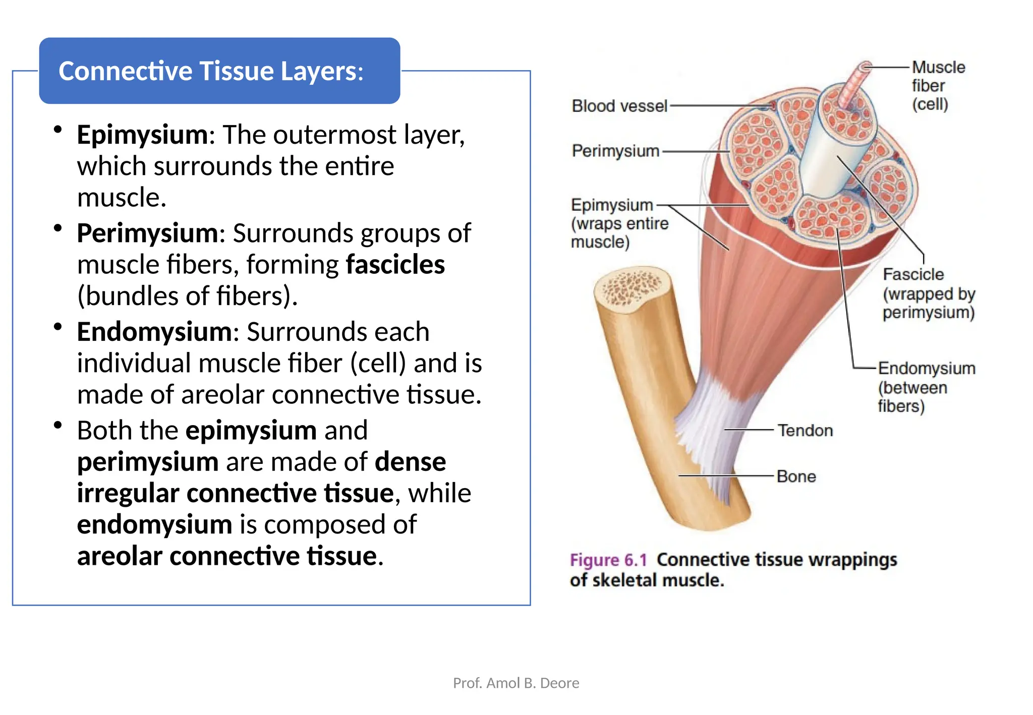 Skeletal Muscle First Year B Pharm Semester 1.pptx