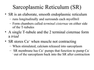 Skeletal muscle | PPT