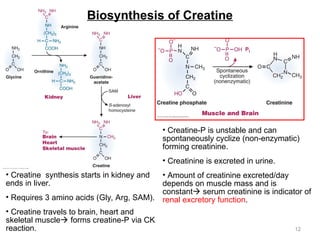 Skeletal_Muscle_Biochemistry_Sep_26_2018.ppt
