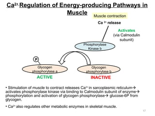 Skeletal_Muscle_Biochemistry_Sep_26_2018.ppt