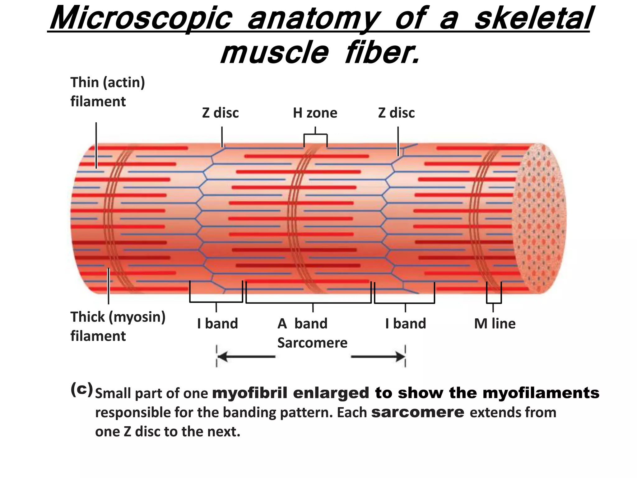 Skeletal muscle contraction | PPTX