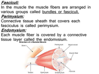 Skeletal muscle contraction | PPTX