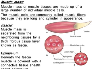Skeletal muscle contraction | PPTX