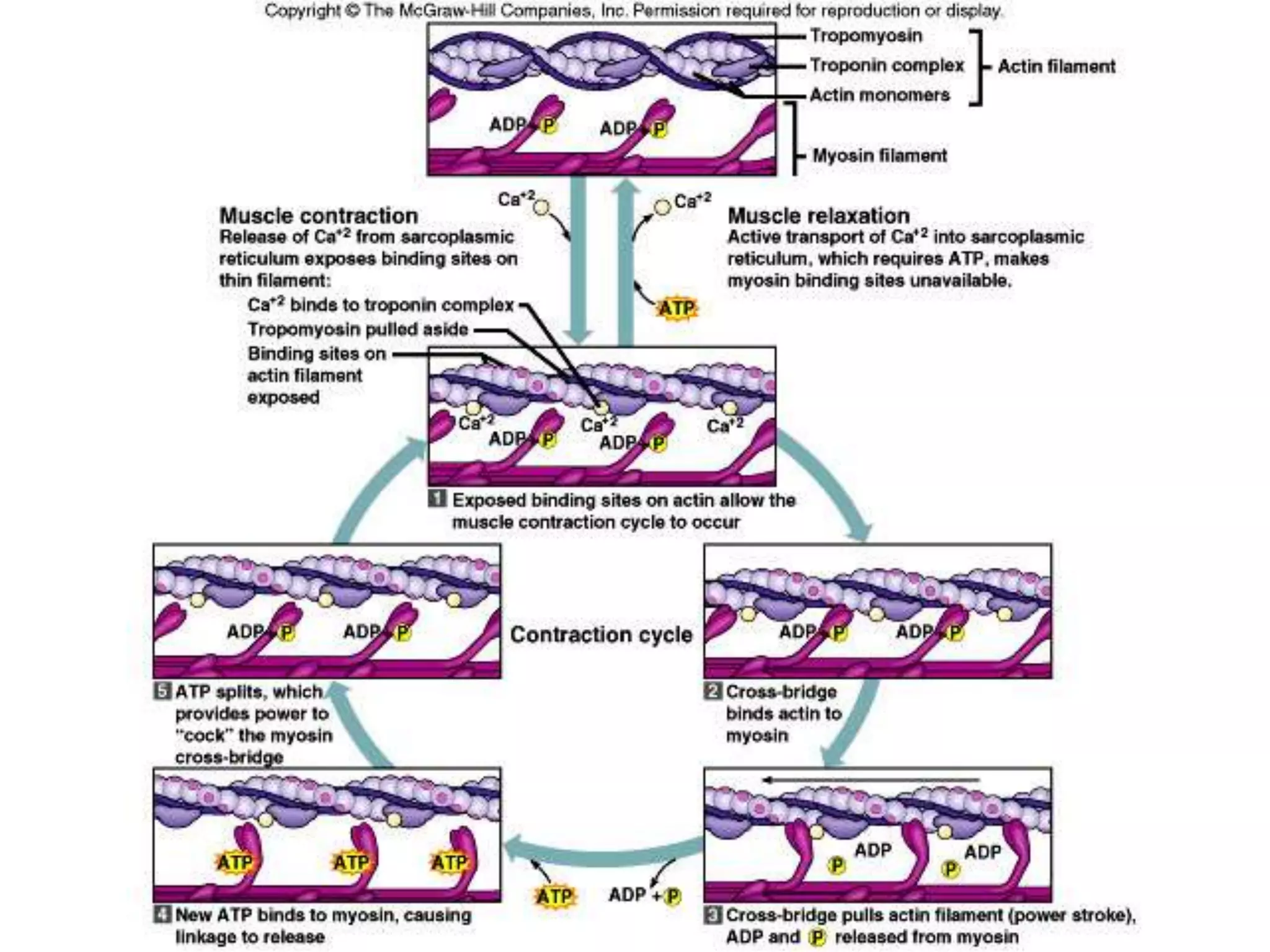 Skeletal muscle contraction | PPTX