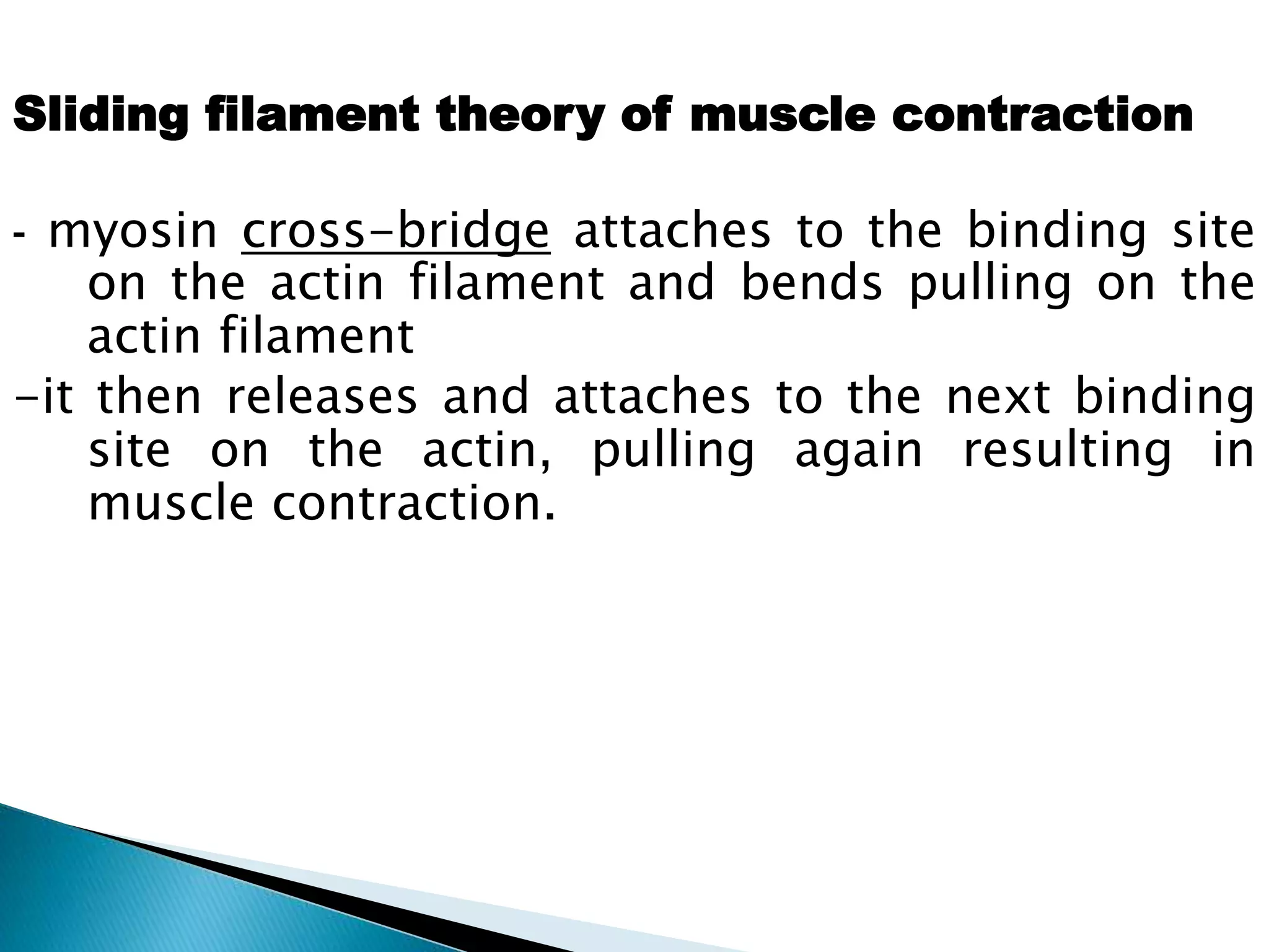Skeletal muscle contraction | PPTX