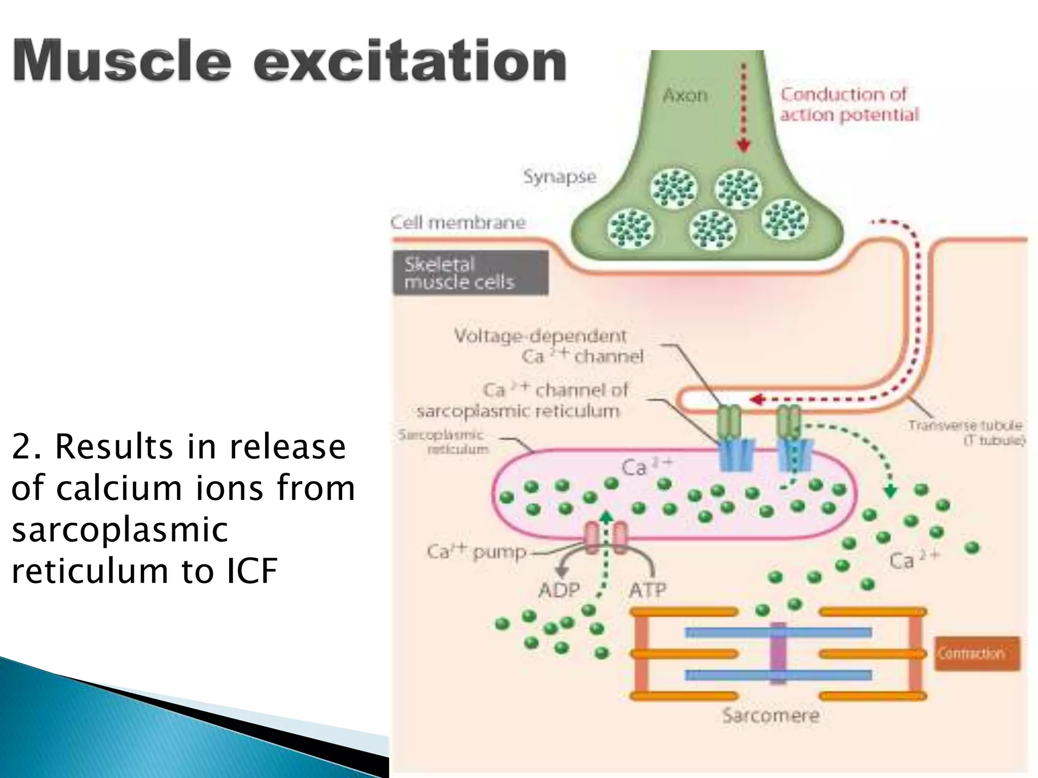 Skeletal muscle contraction | PPTX