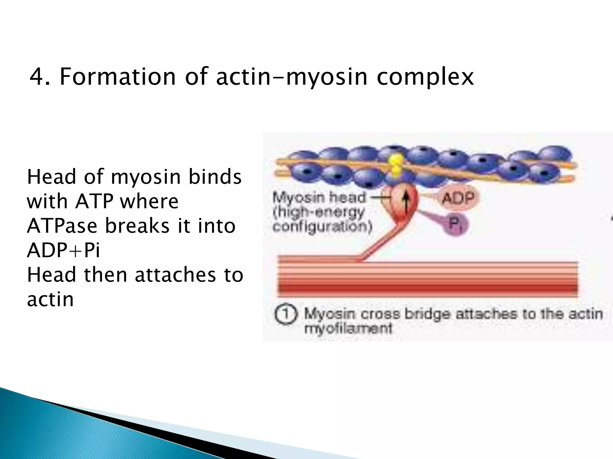 Skeletal muscle contraction | PPTX
