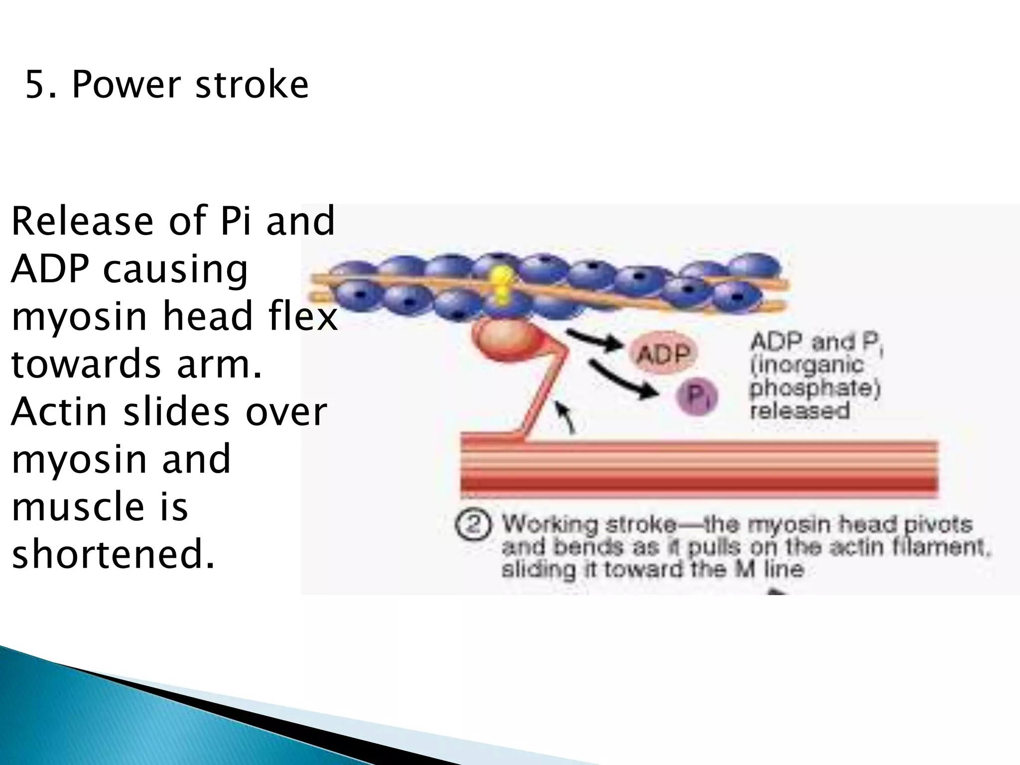 Skeletal muscle contraction | PPTX