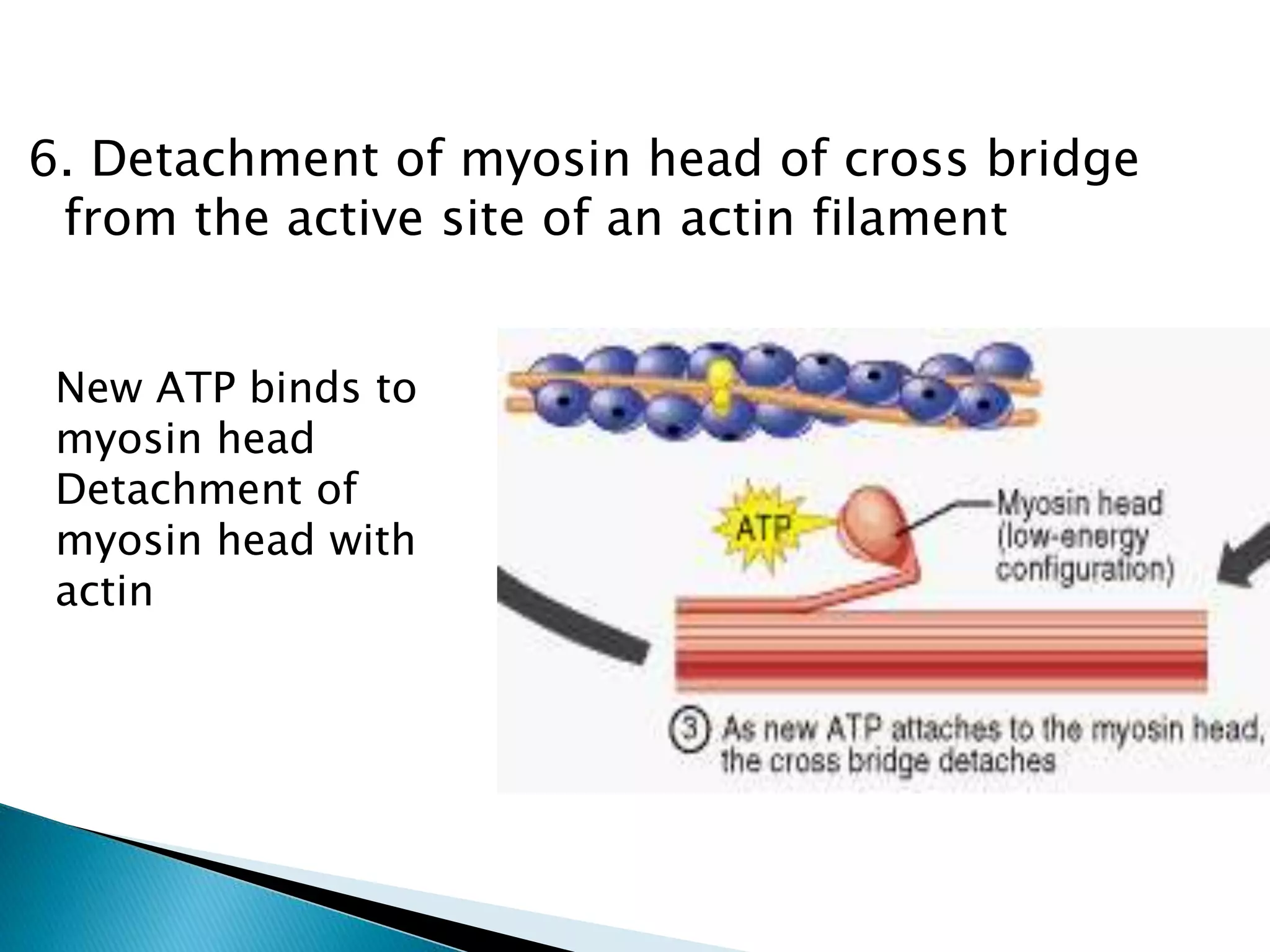 Skeletal muscle contraction | PPTX