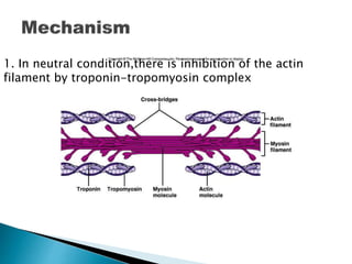 Skeletal muscle contraction | PPT