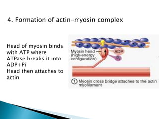 Skeletal muscle contraction | PPT
