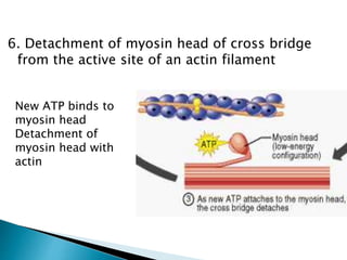 Skeletal muscle contraction | PPTX