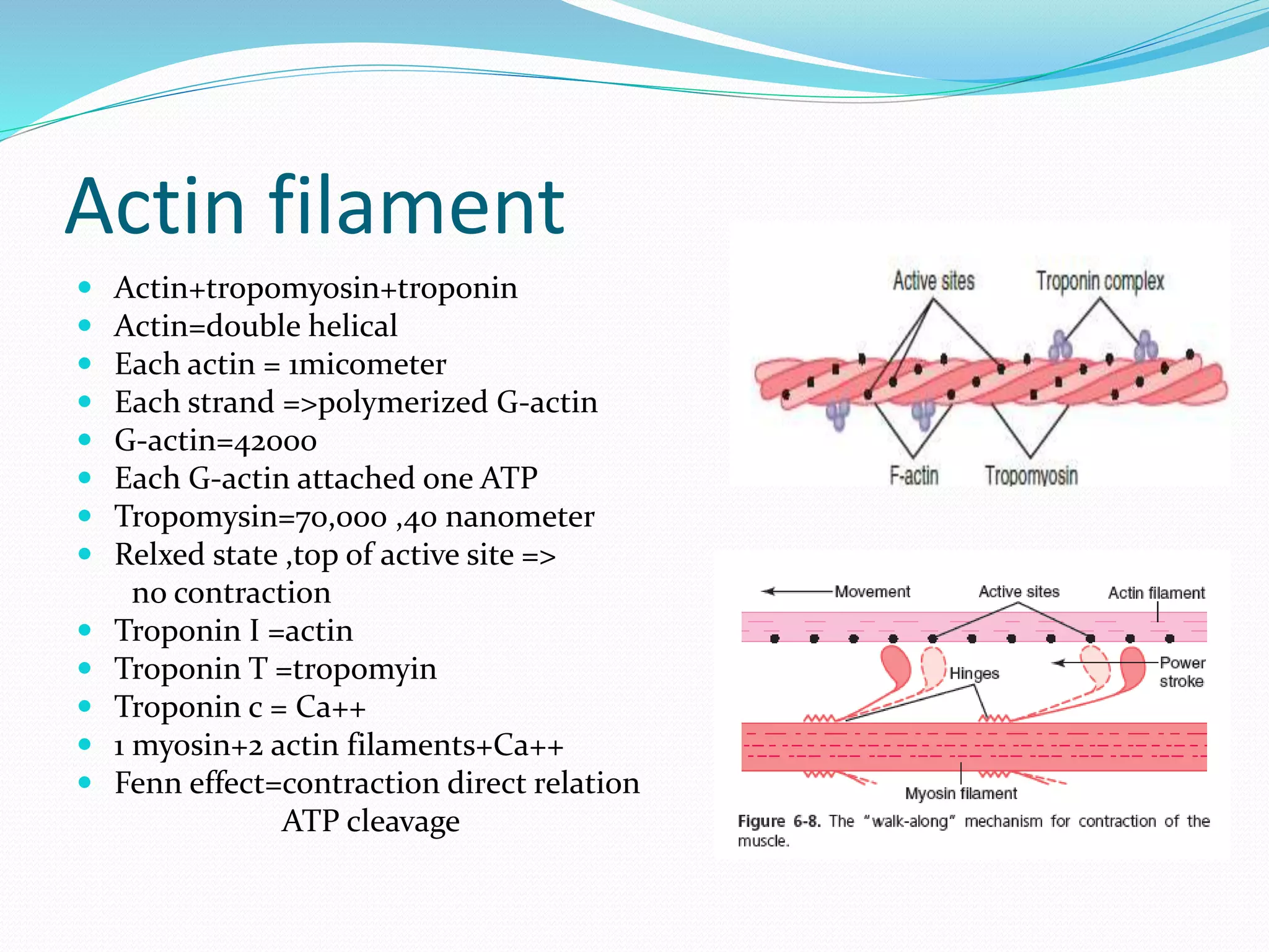 Skeletal muscle contraction by dr.mumtaz ali | PPTX