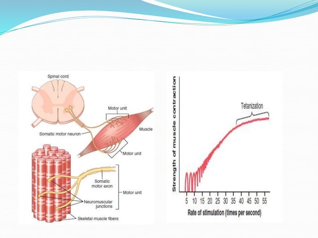Skeletal muscle contraction by dr.mumtaz ali | PPT | Free Download