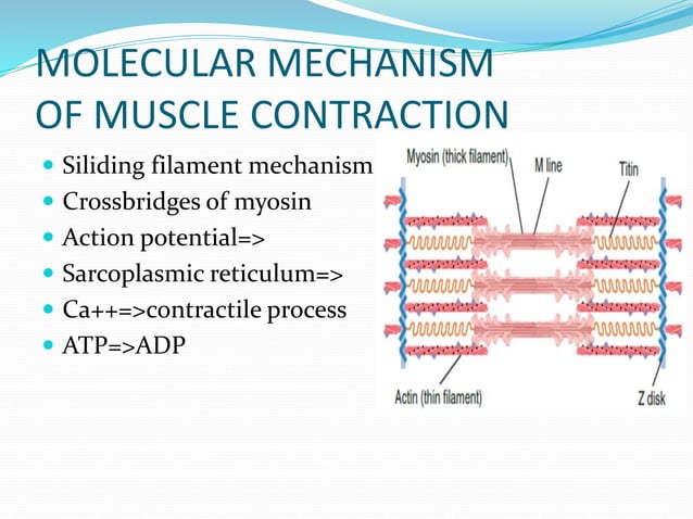 Skeletal muscle contraction by dr.mumtaz ali | PPT