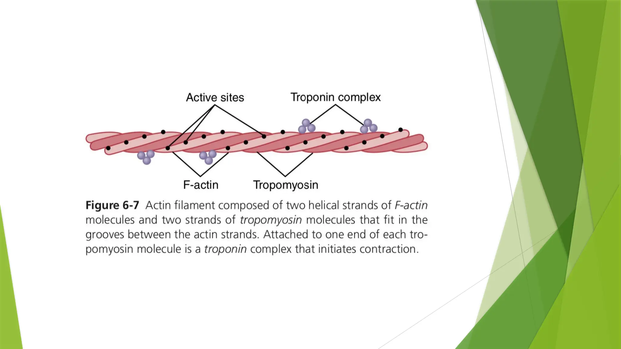 SKELETAL MUSCLE CONTRACTION GUYTON ppt skeletal muscle | PPTX