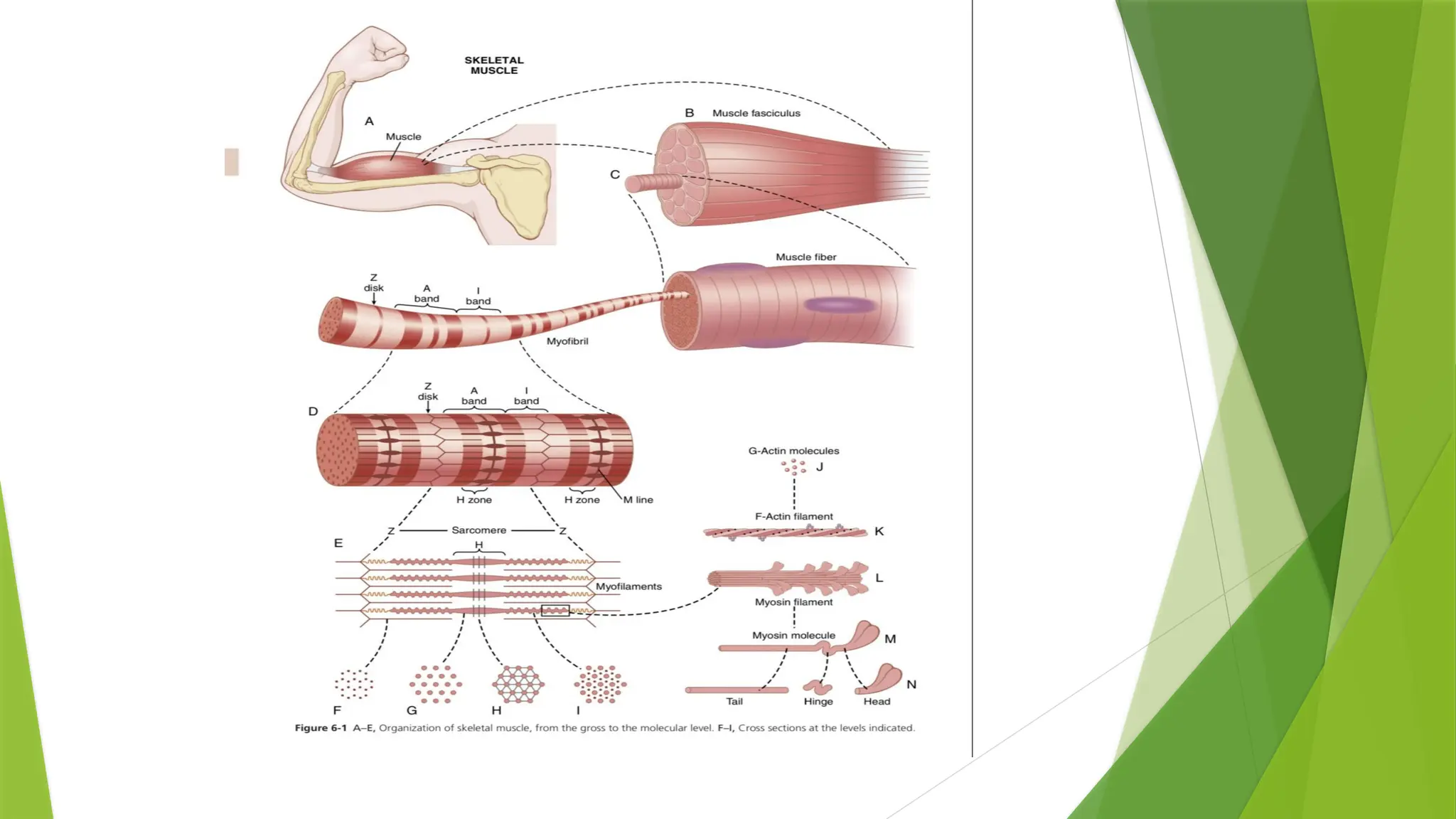 SKELETAL MUSCLE CONTRACTION GUYTON ppt skeletal muscle | PPTX