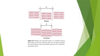 SKELETAL MUSCLE CONTRACTION GUYTON ppt skeletal muscle | PPTX