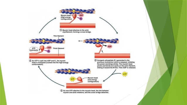 SKELETAL MUSCLE CONTRACTION GUYTON ppt skeletal muscle | PPTX