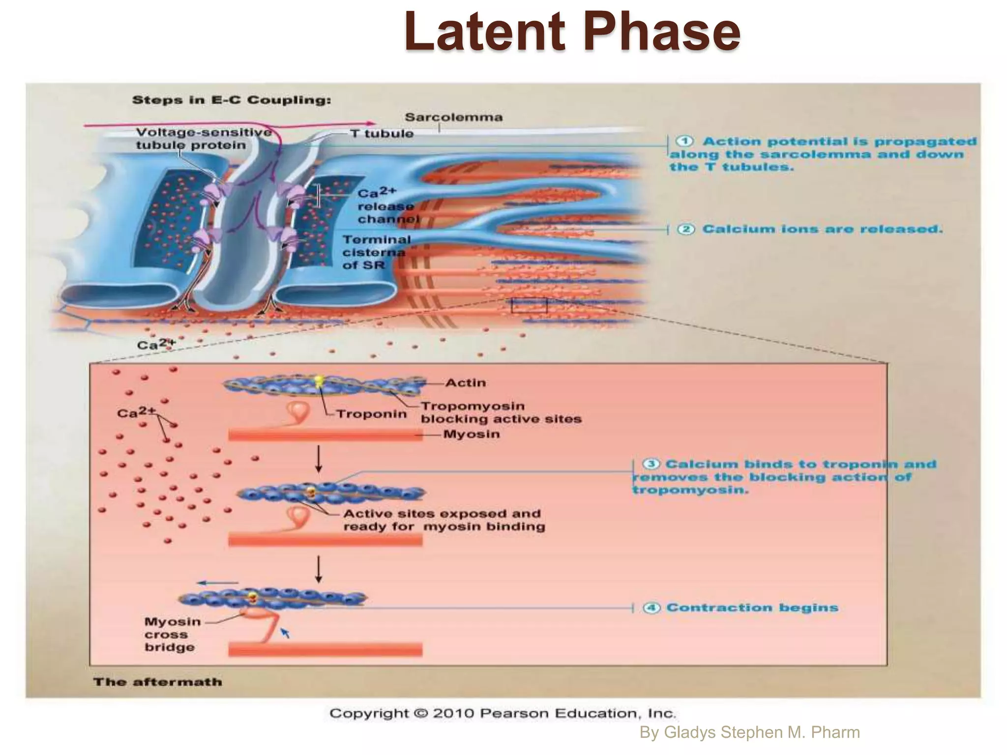 Skeletal muscle electrophysiology | PPTX