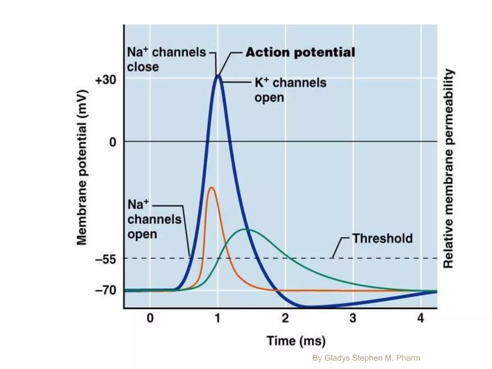 Skeletal muscle electrophysiology | PPTX