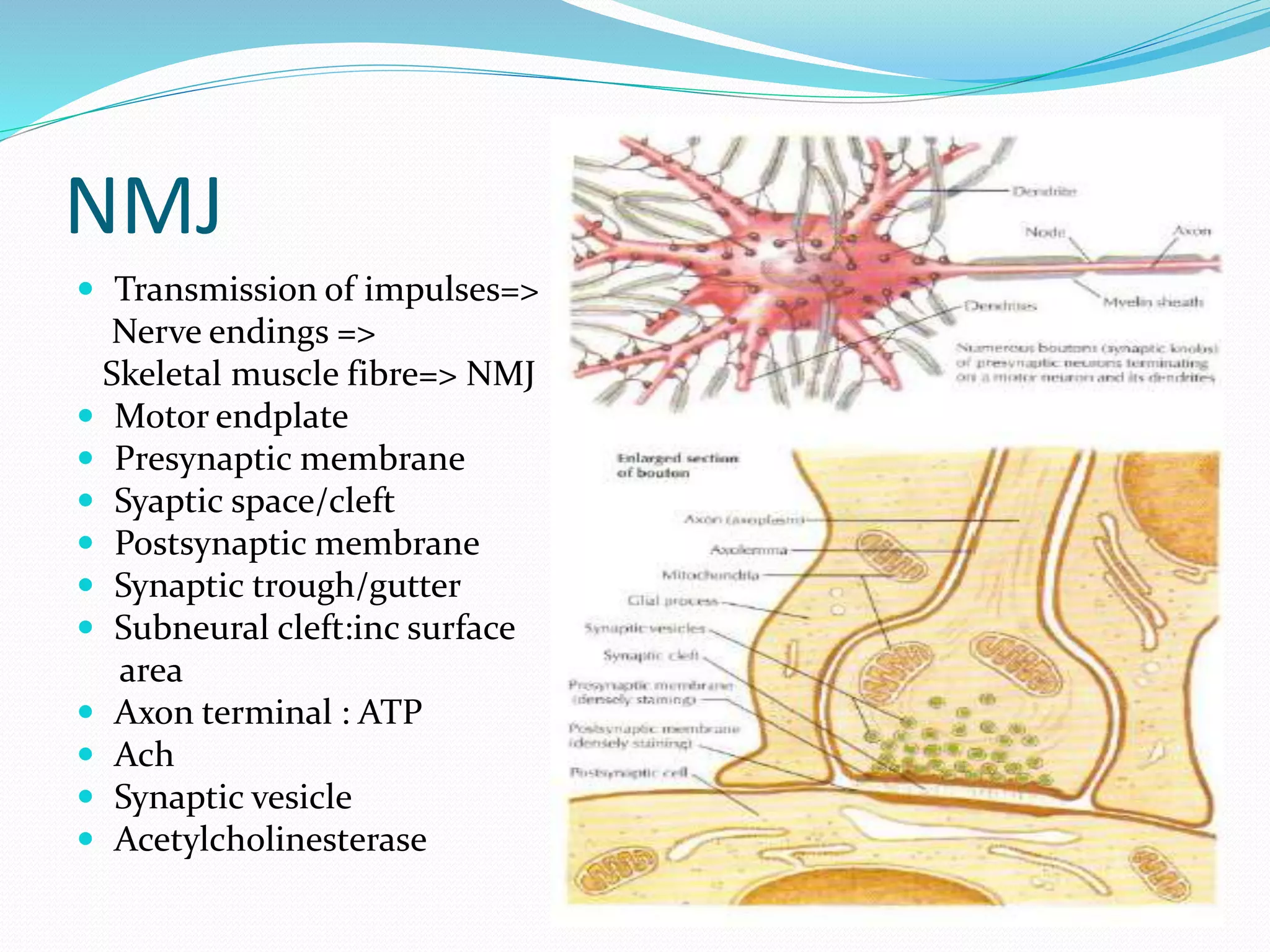 Skeletal muscle excitation by dr mumtaz ali | PPTX