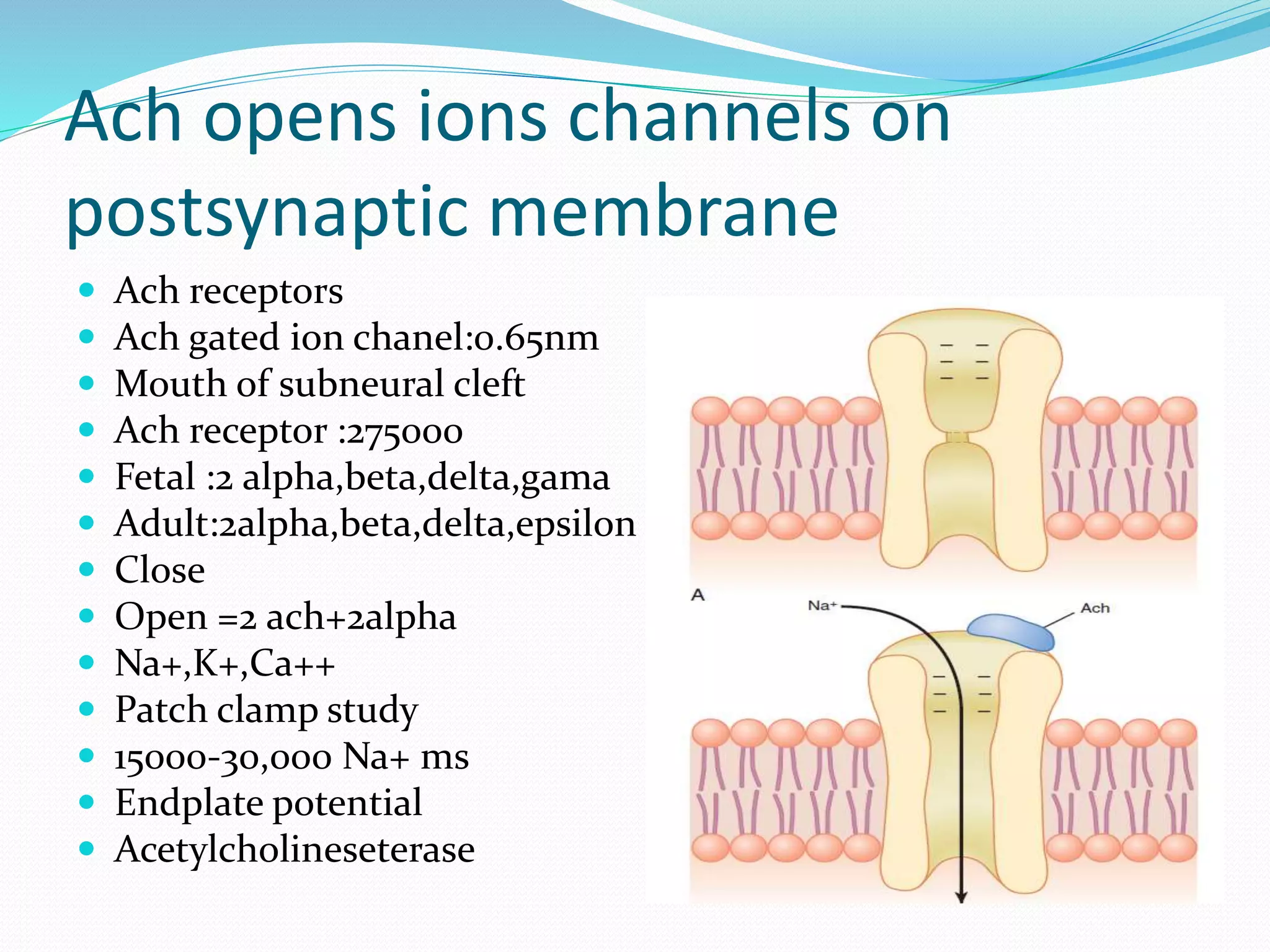 Skeletal muscle excitation by dr mumtaz ali | PPTX