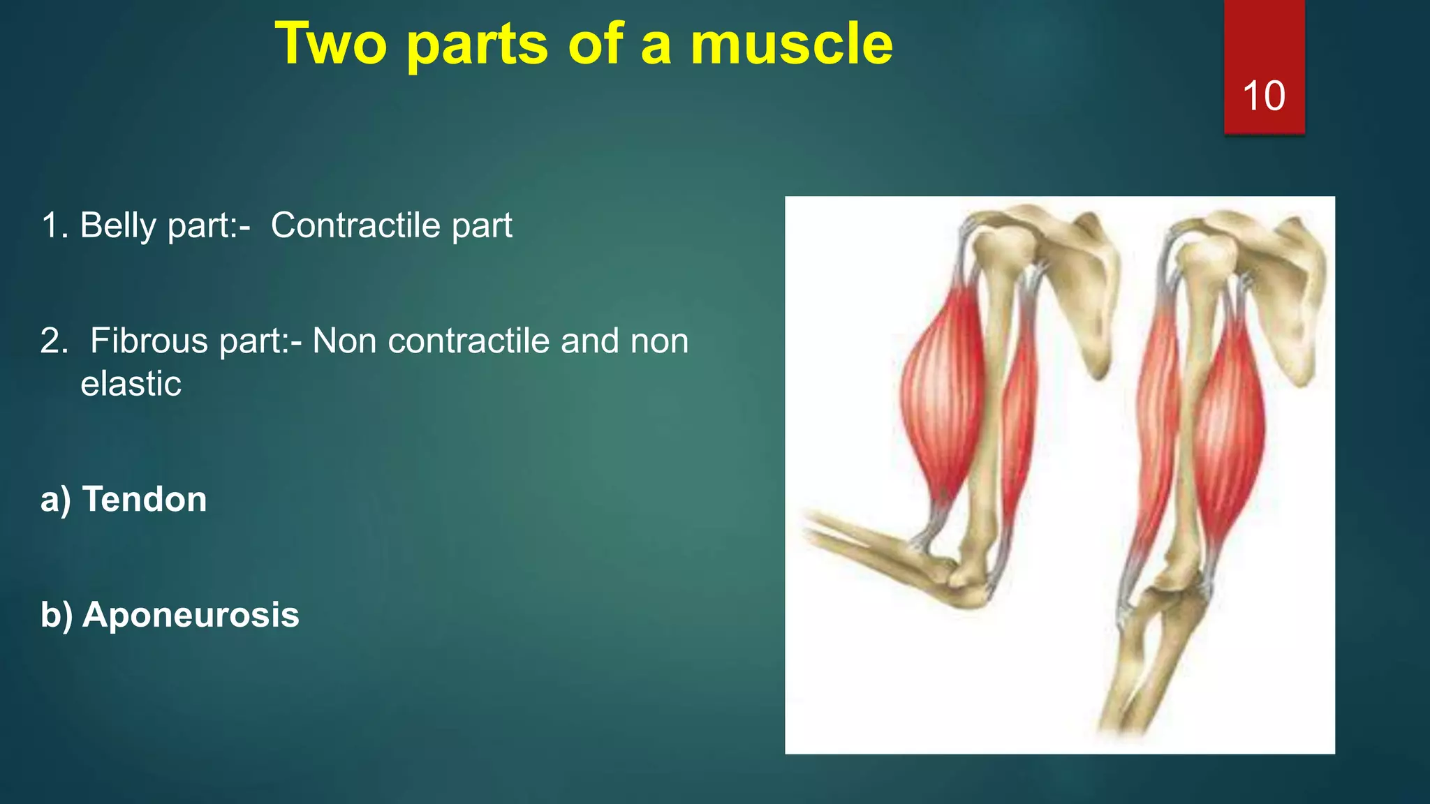 Skeletal muscle must watch | PPTX