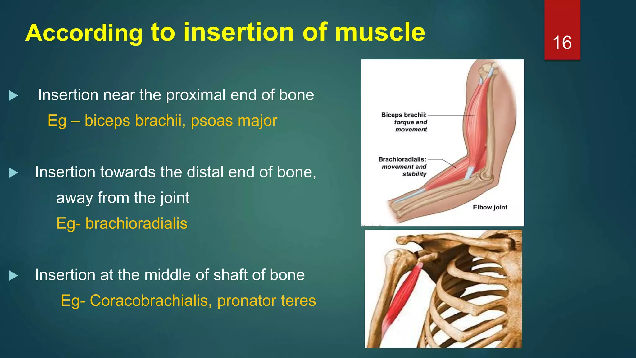 Skeletal muscle must watch | PPTX