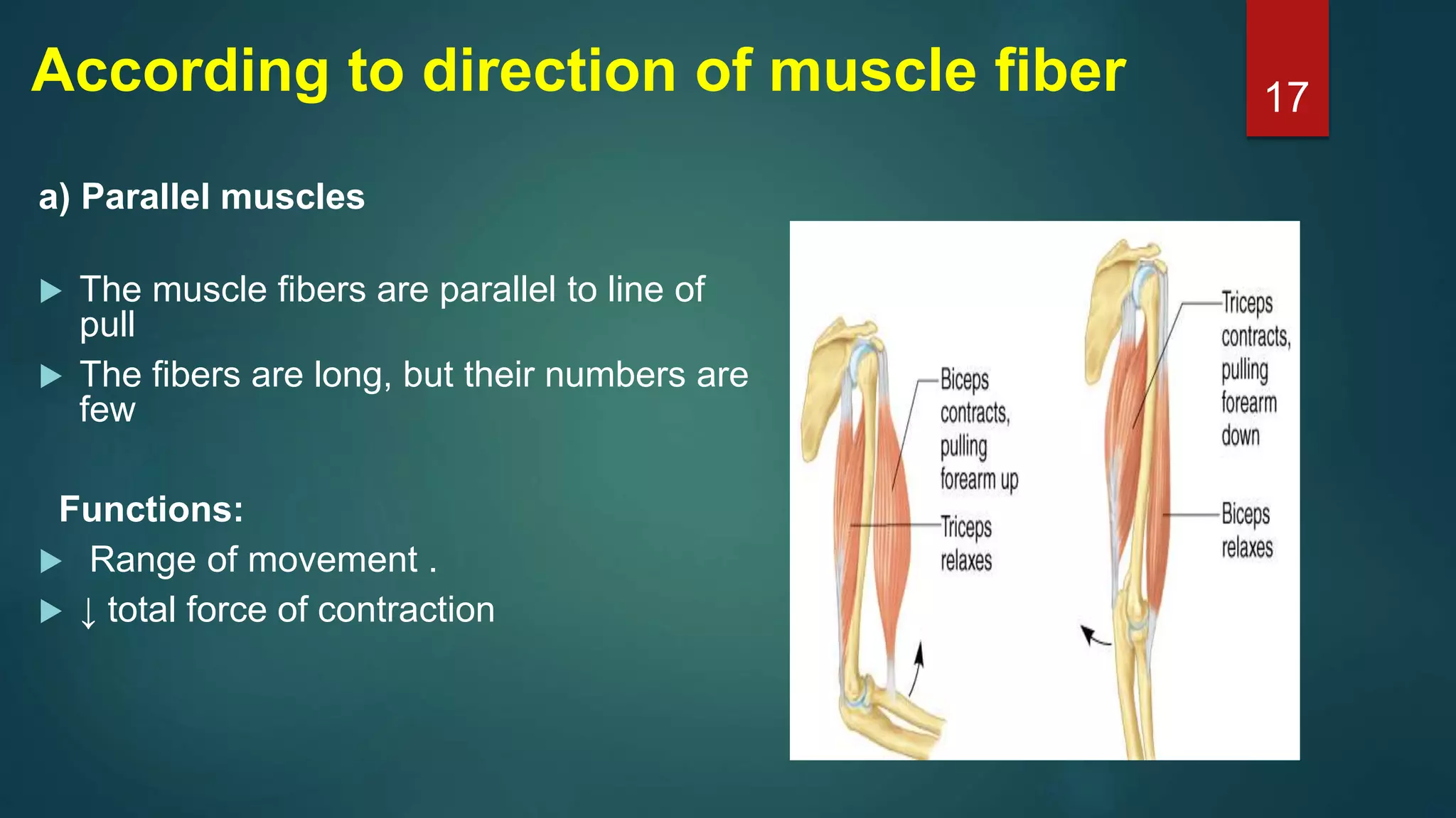 Skeletal muscle must watch | PPTX