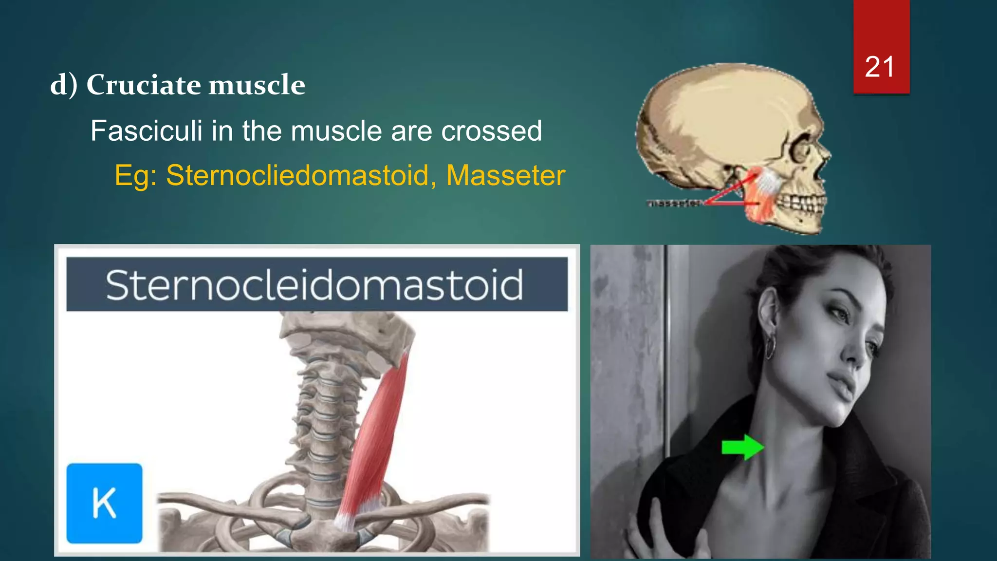 Skeletal muscle must watch | PPTX