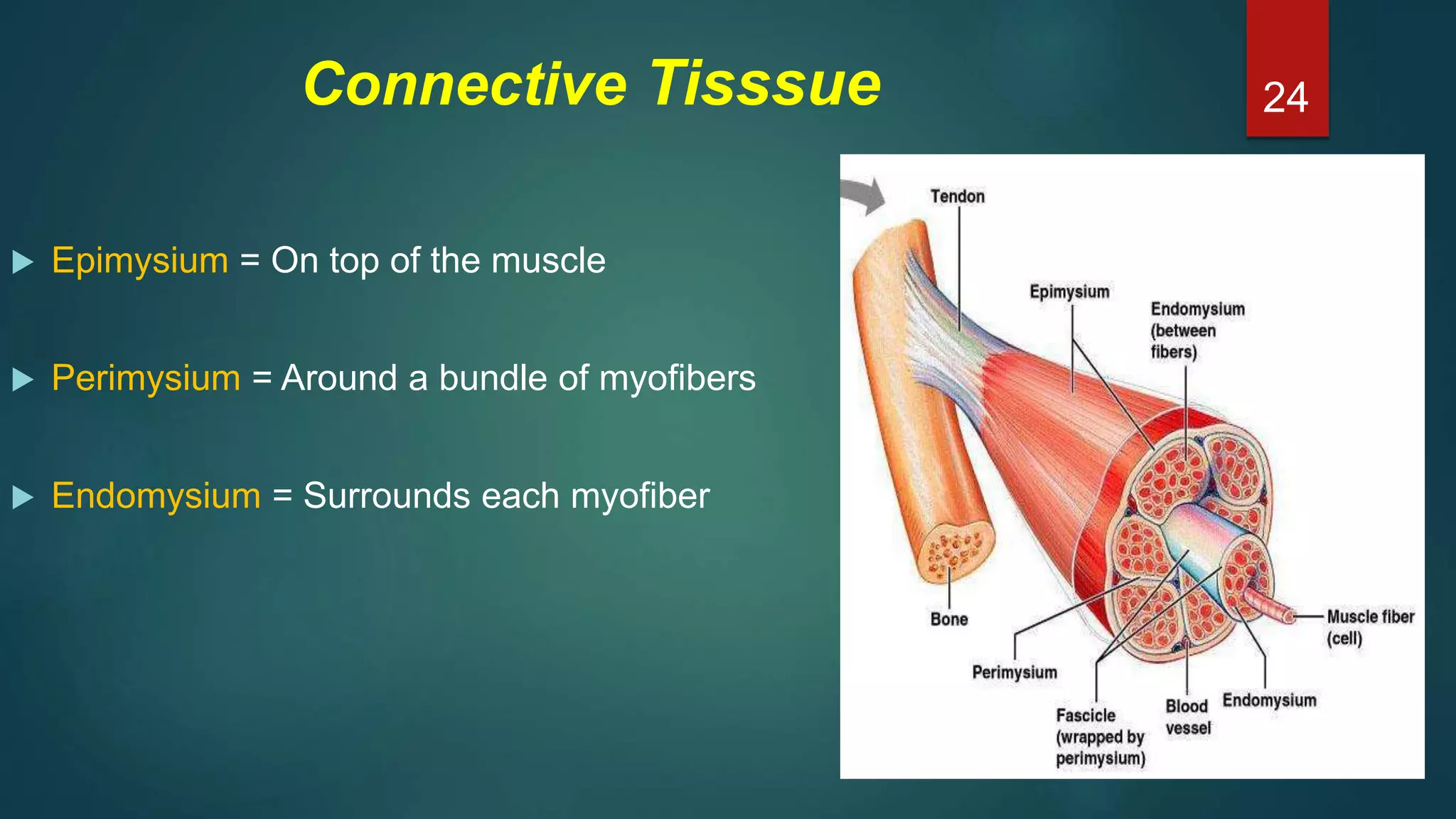 Skeletal muscle must watch | PPTX