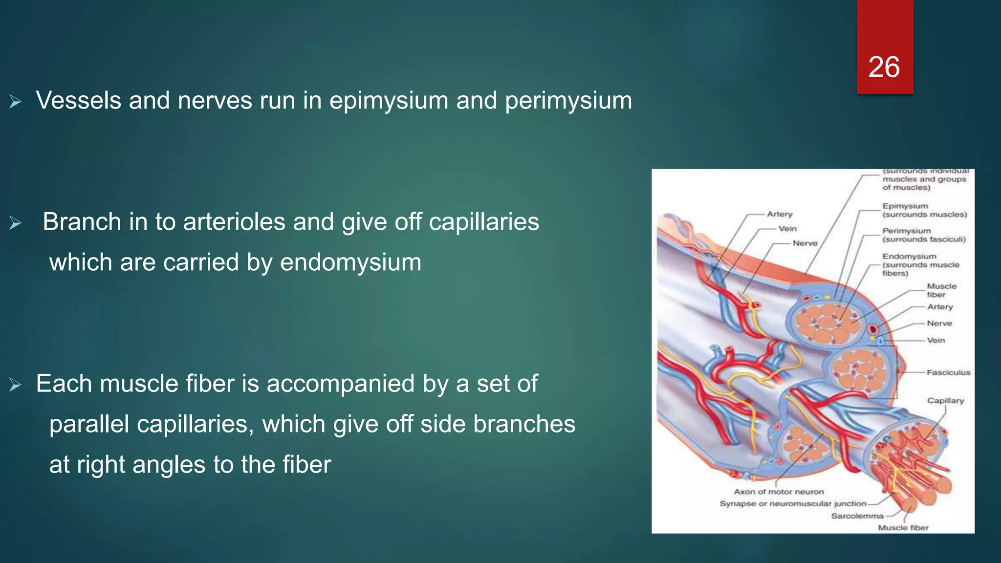Skeletal muscle must watch | PPTX