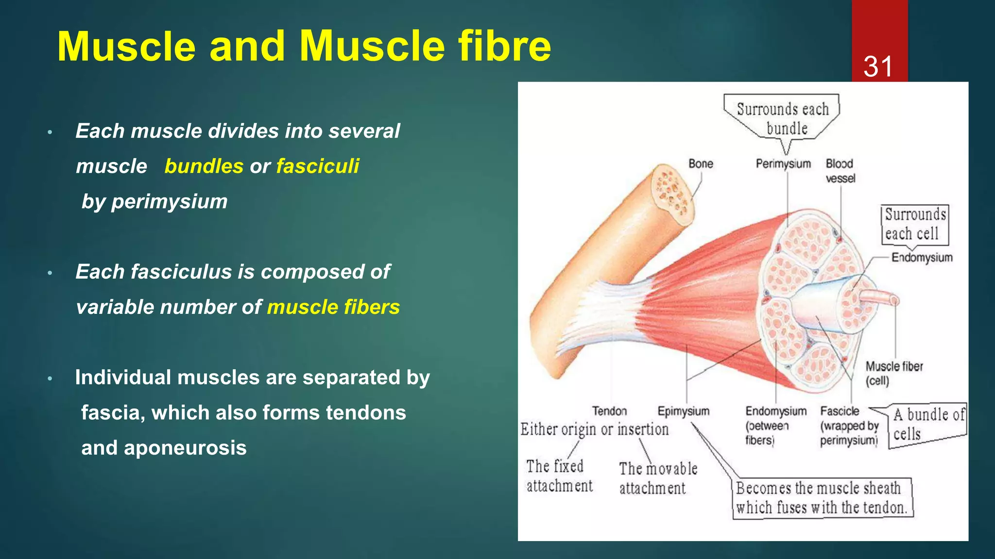 Skeletal muscle must watch | PPTX