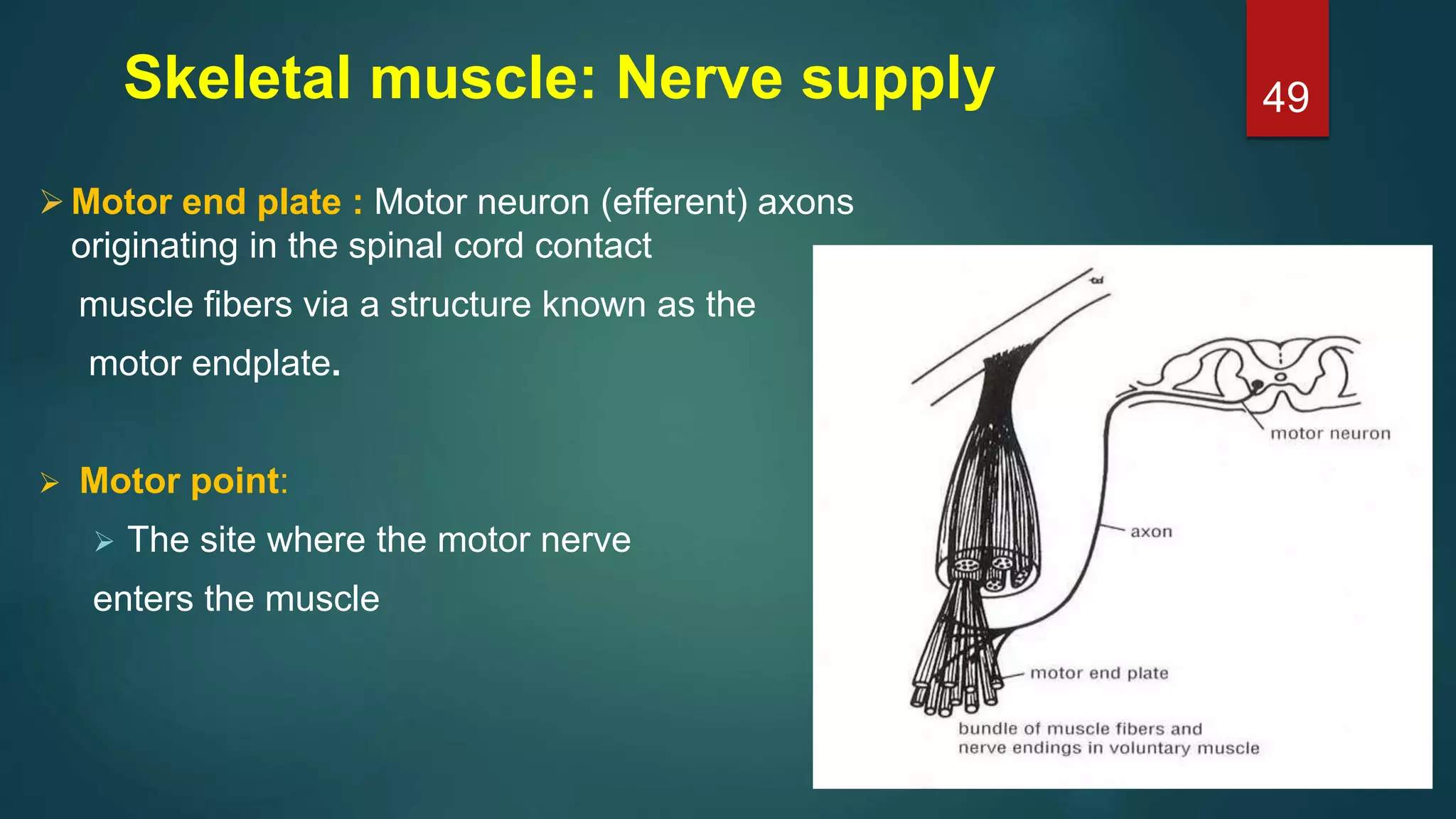 Skeletal muscle must watch | PPTX
