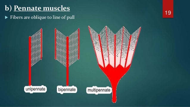 Skeletal muscle must watch