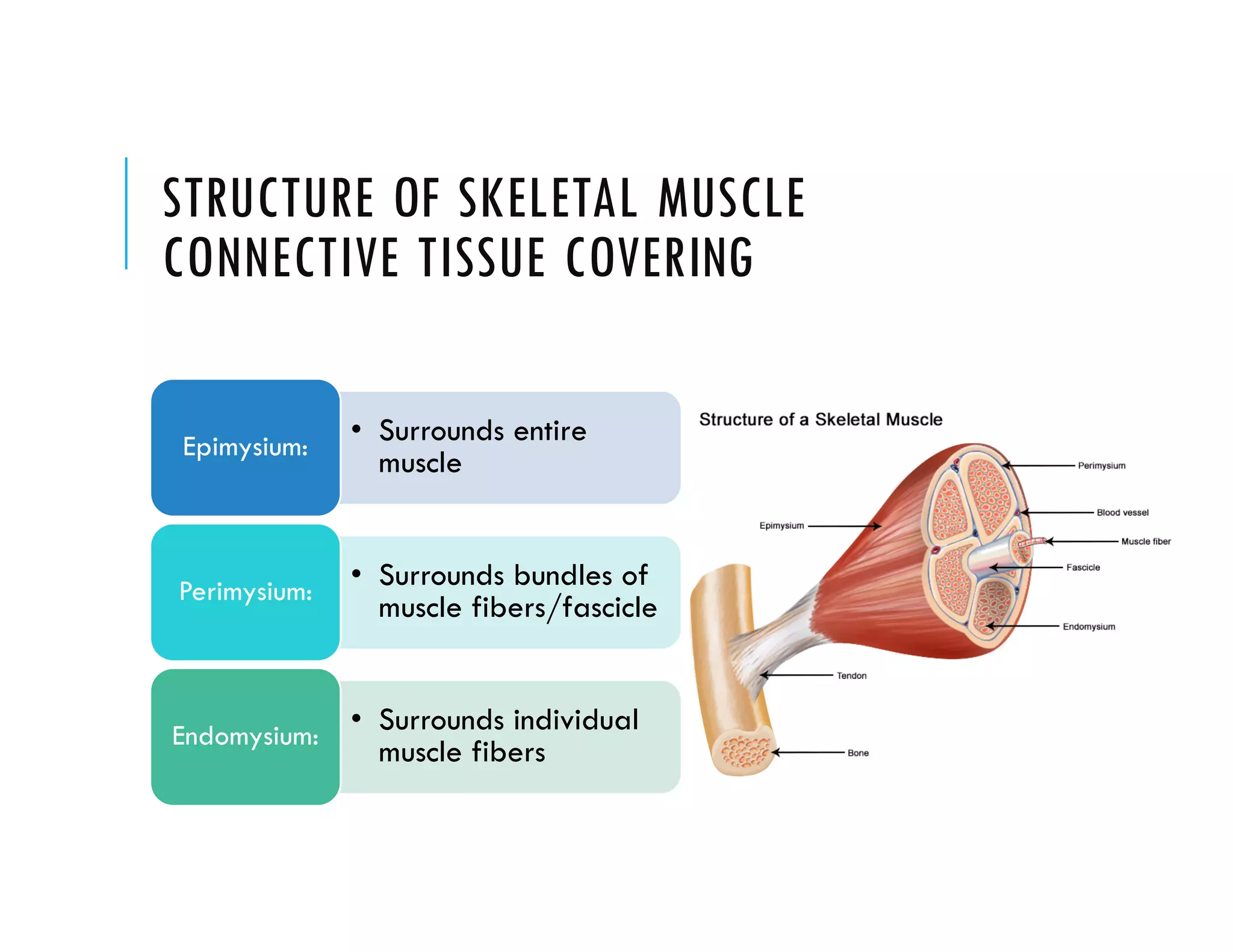 Skeletal muscle: Form & Function | PDF