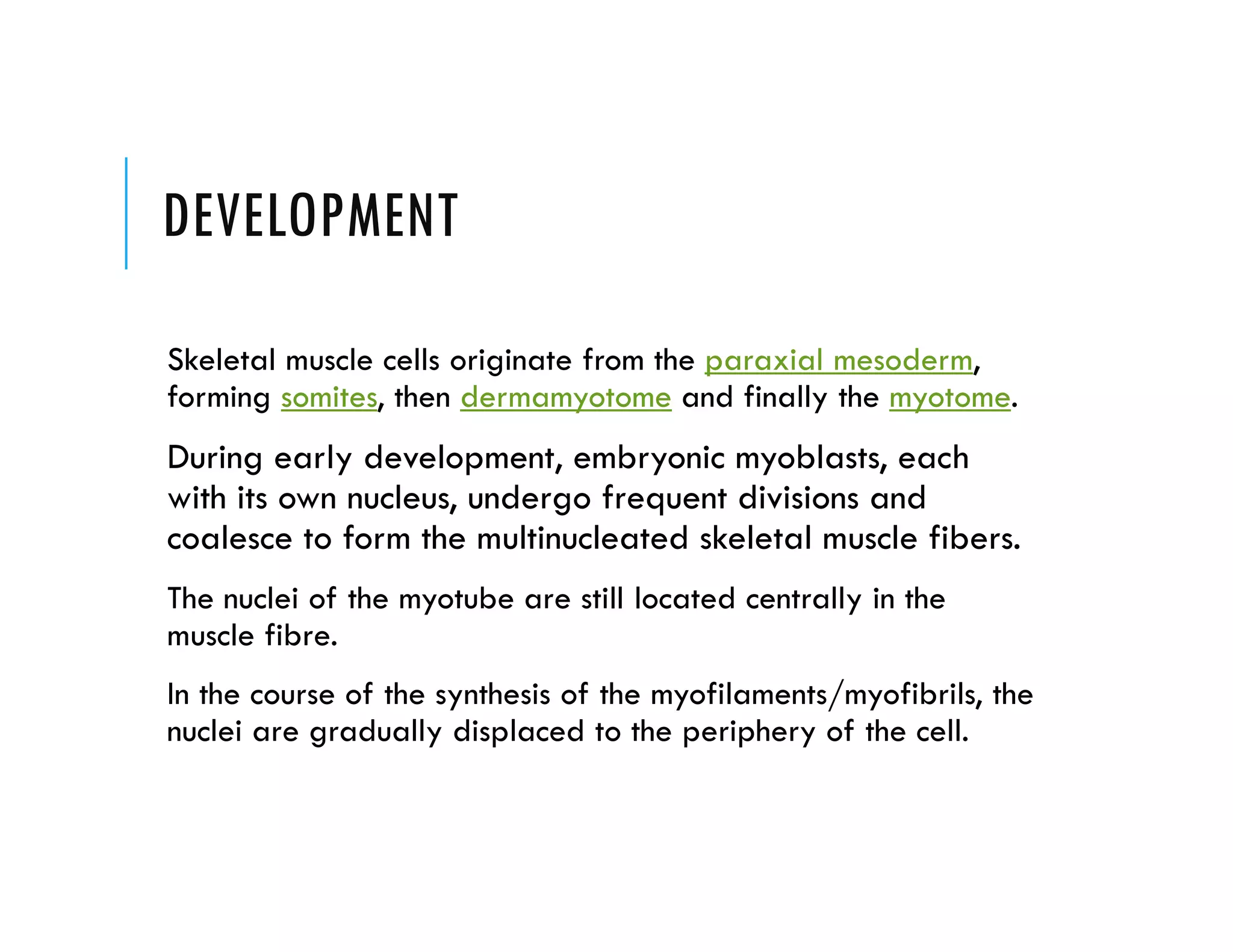 Skeletal muscle: Form & Function | PDF