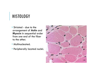 Skeletal muscle: Form & Function | PDF