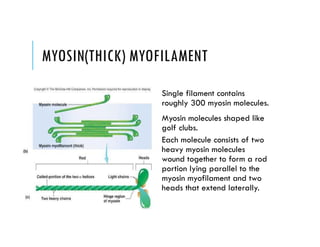 Skeletal muscle: Form & Function | PDF