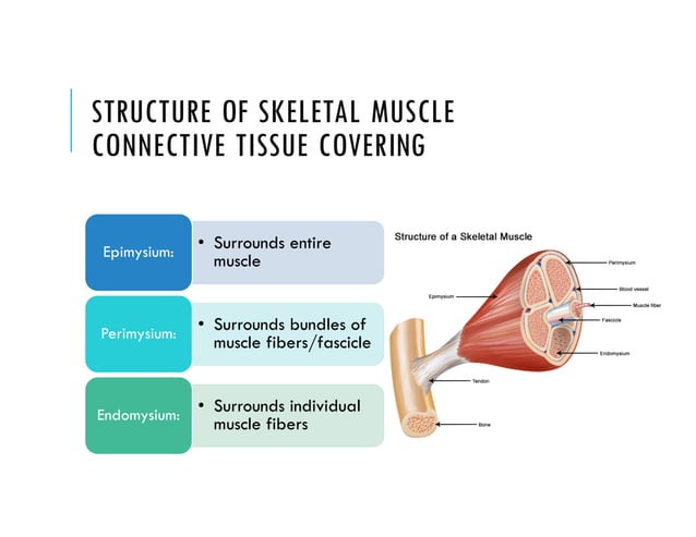 Skeletal muscle: Form & Function