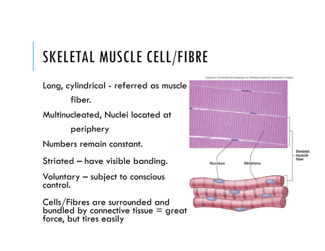 Skeletal muscle: Form & Function