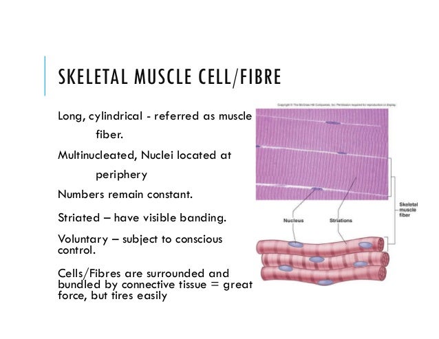 Skeletal muscle: Form & Function