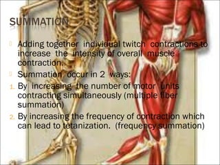 Skeletal muscle mechanics | PPT
