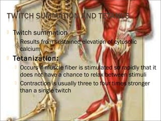 Skeletal muscle mechanics | PPT