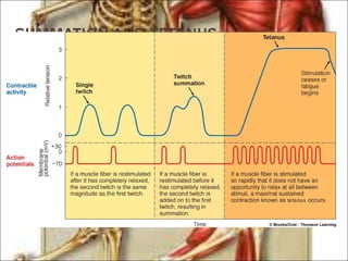 Skeletal muscle mechanics | PPT