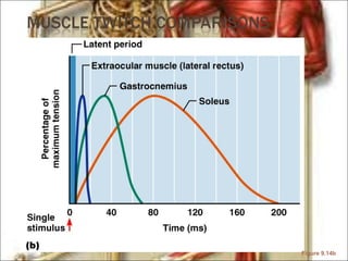 Skeletal muscle mechanics | PPT
