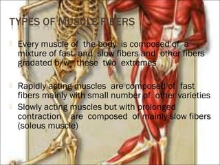 Skeletal muscle mechanics | PPT