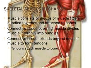 Skeletal muscle mechanics | PPT